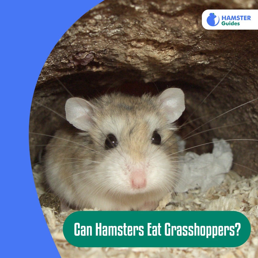 Can Hamsters Eat Grasshoppers? - Hamster Guides - Medium