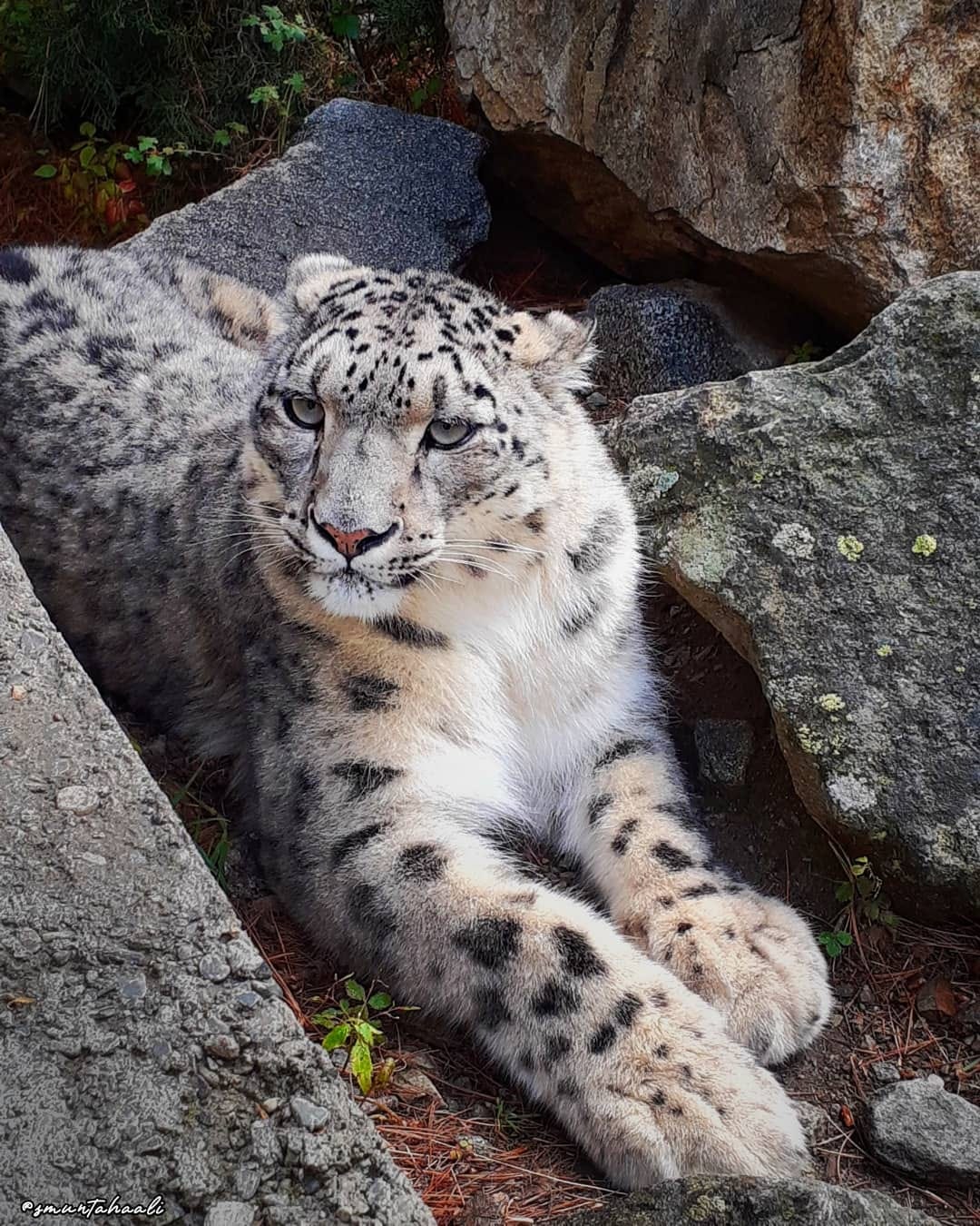 Lovely, the Snow Leopard. “In 2012, these two little siblings… | by ...