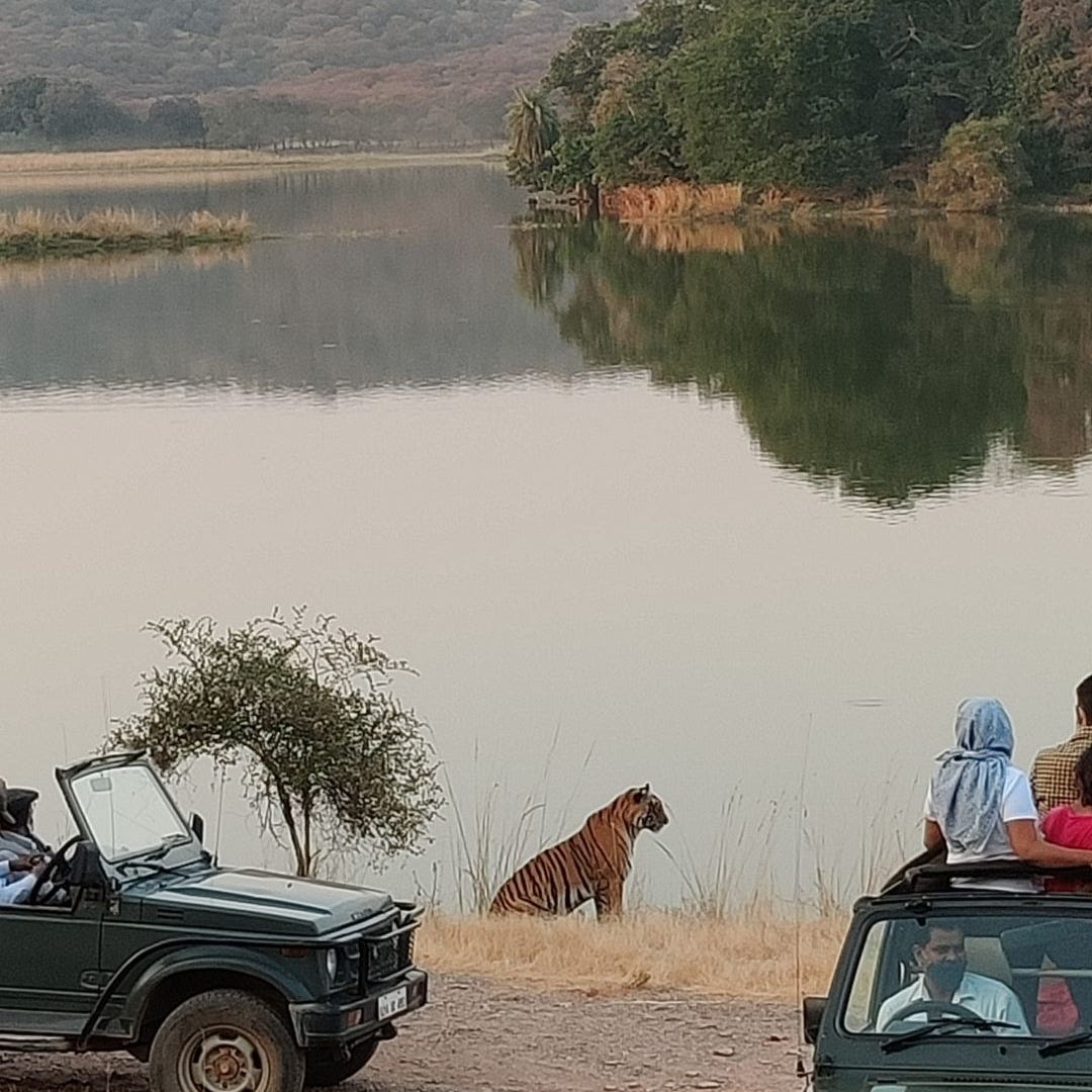Spotting The Big Cat - Alok Chatterjee - Medium
