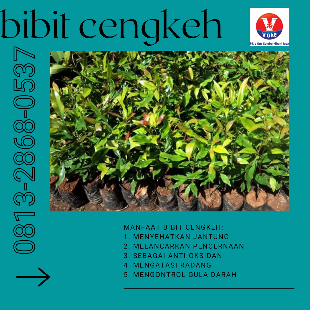 LANGSUNG TANI !!, CALL 0813–2868–0537, Bibit Cengkeh Bersertifikat ...
