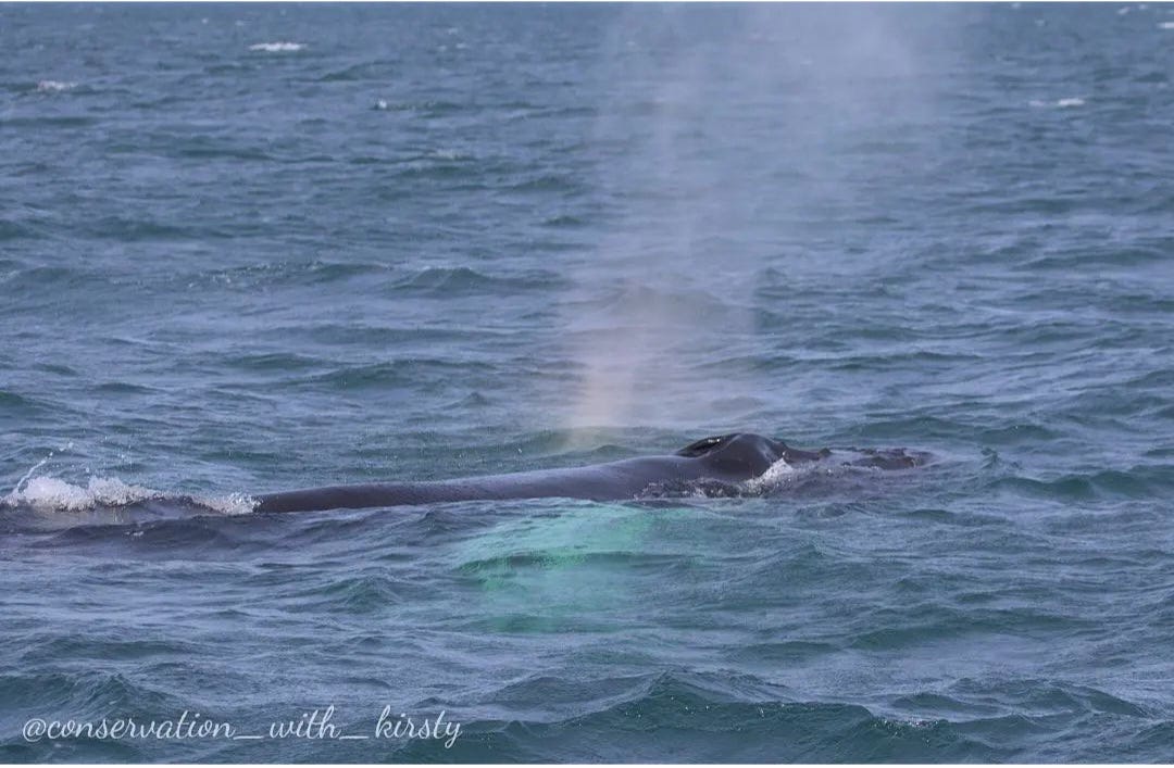 How Whales Could Save the World. Champions Against Carbon and Climate ...
