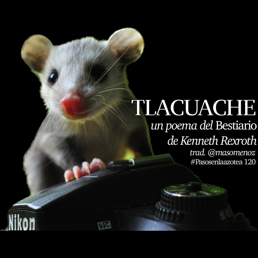 Tlacuache, un poema del Bestiario de Kenneth Rexroth, trad. Javier ...