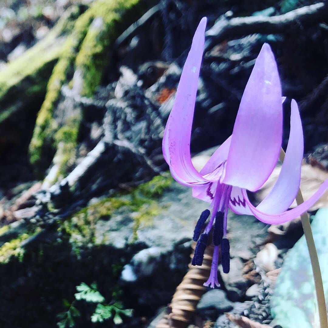 Simone by Simone, A Trick Task. People say that I am a box full of ...