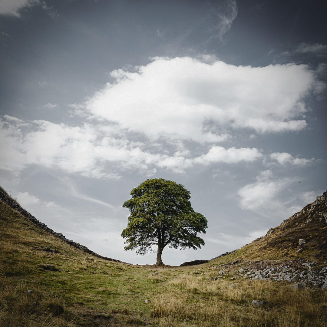 The Killing of the Sycamore Gap Tree and the Pitchforks of Social Media ...