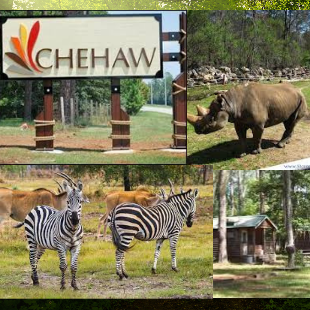 Natural Beauty Of Chehaw Park Zoo. - Devindev - Medium