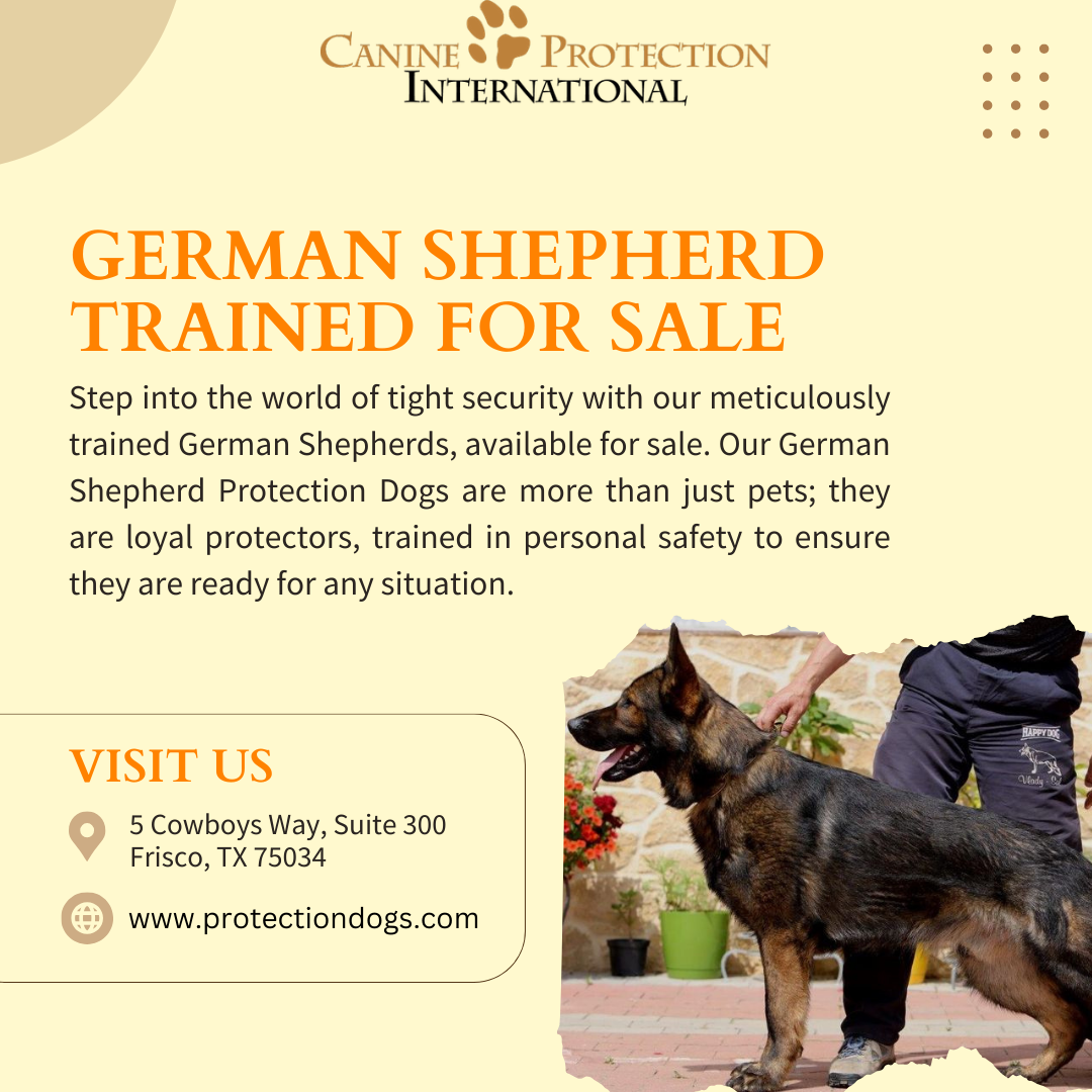 German Shepherd Trained for Sale - Protection Dogs - Medium
