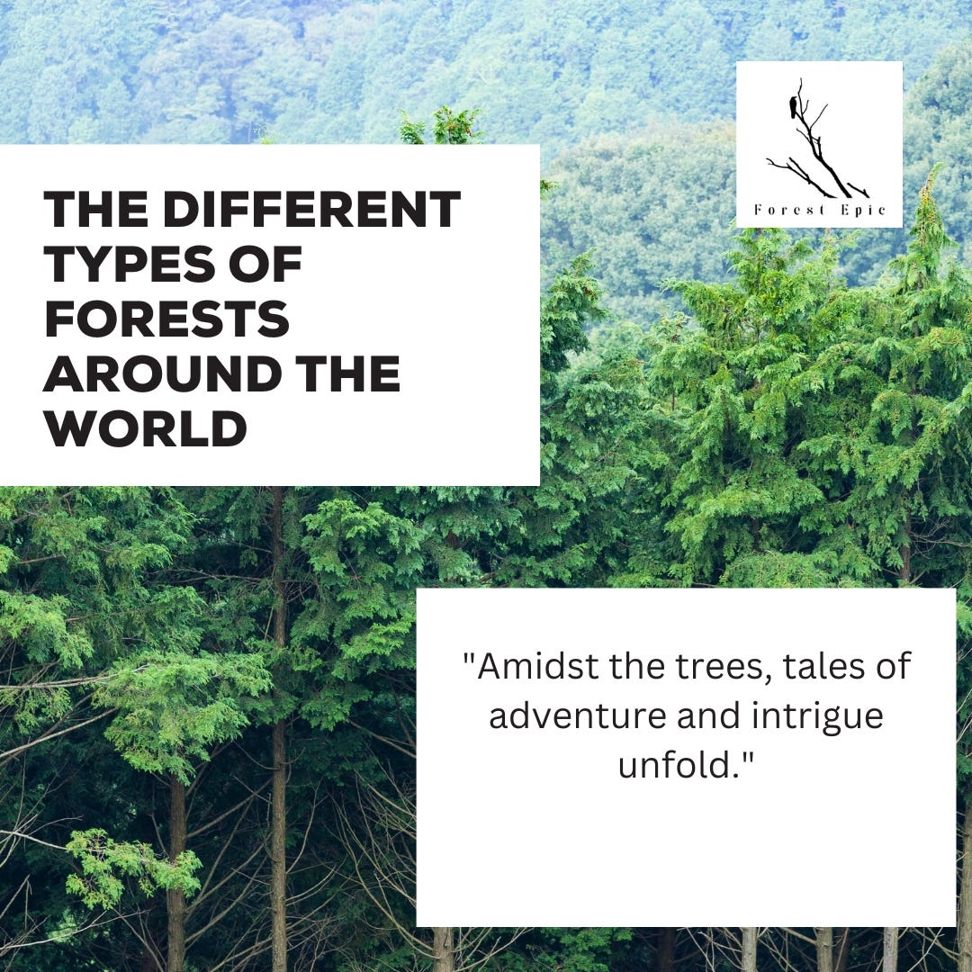 The differents types of forests around the world - William S. - Medium
