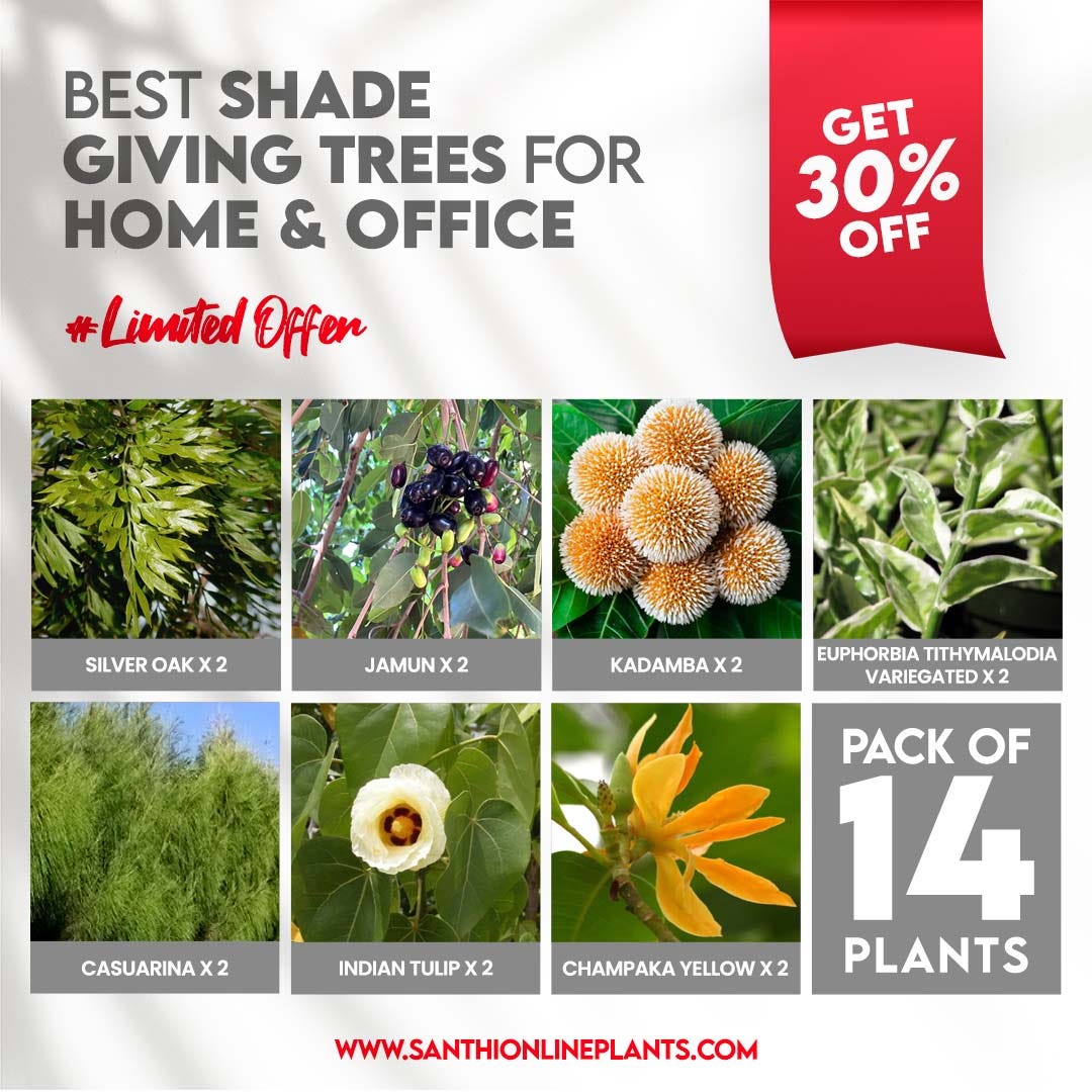 Best Shade Giving Tree For Home And Office - santhionlineplants - Medium
