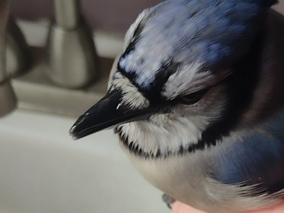 Blue-Jays, Bras, and BBs. The epic Marshal’s undergarment sequel… | by ...