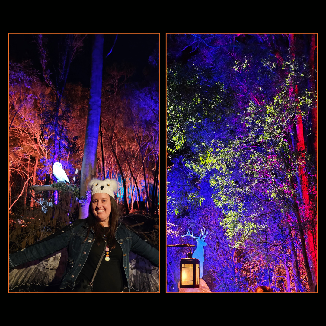 All the Magic and Lights of the Forbidden Forest Experience | by ...