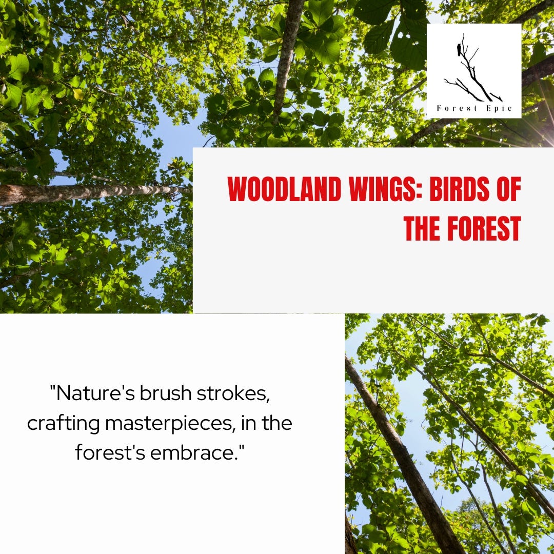 Woodland Wings: Birds of the Forest - William S. - Medium