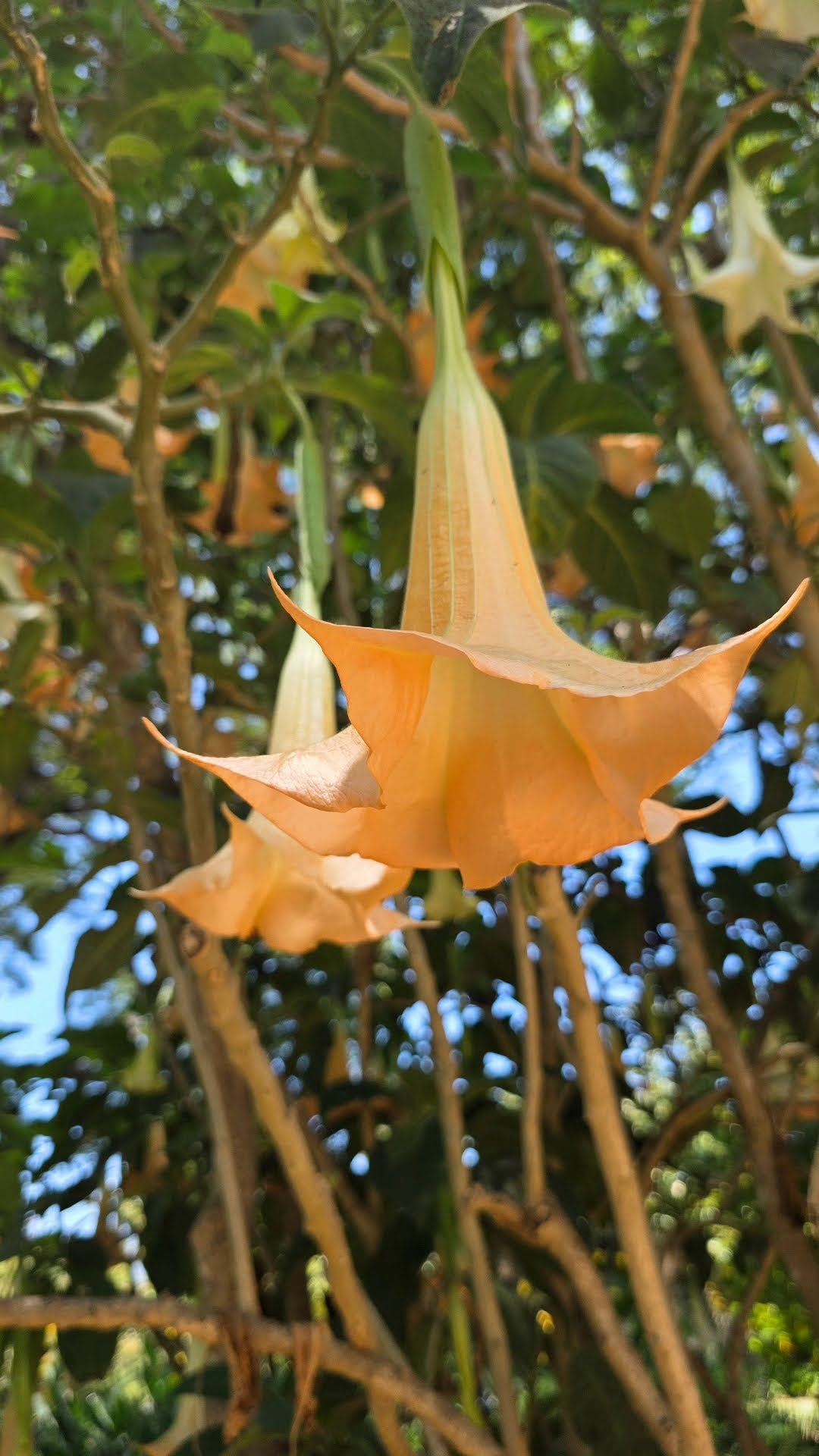 Brugmansia and Biodiversity: Landscape Lessons from Santa Barbara | by Vessel & Vine | Aug, 2025 ...