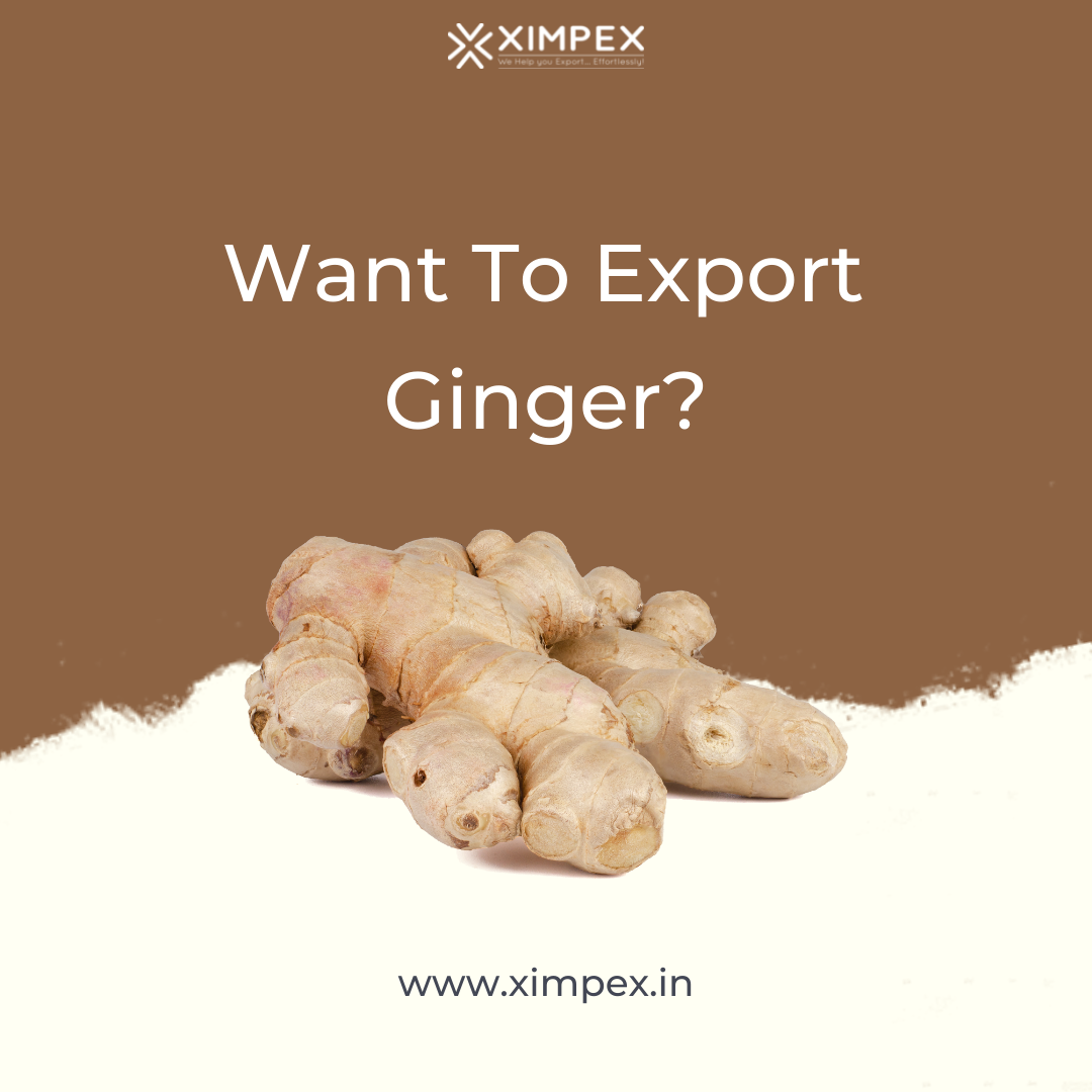 Want to Export Ginger? - XIMPEX - Medium