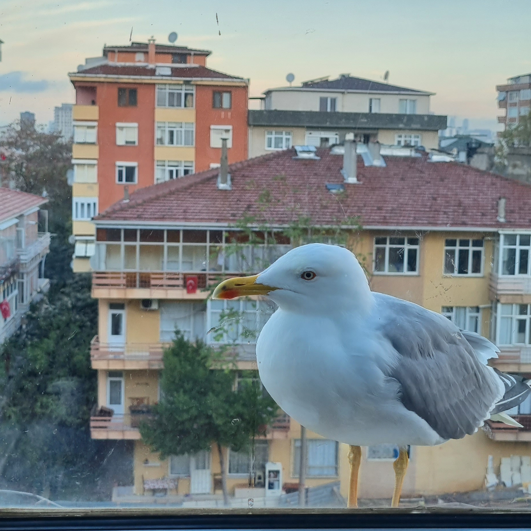 Martı - Seref Aksoy - Medium
