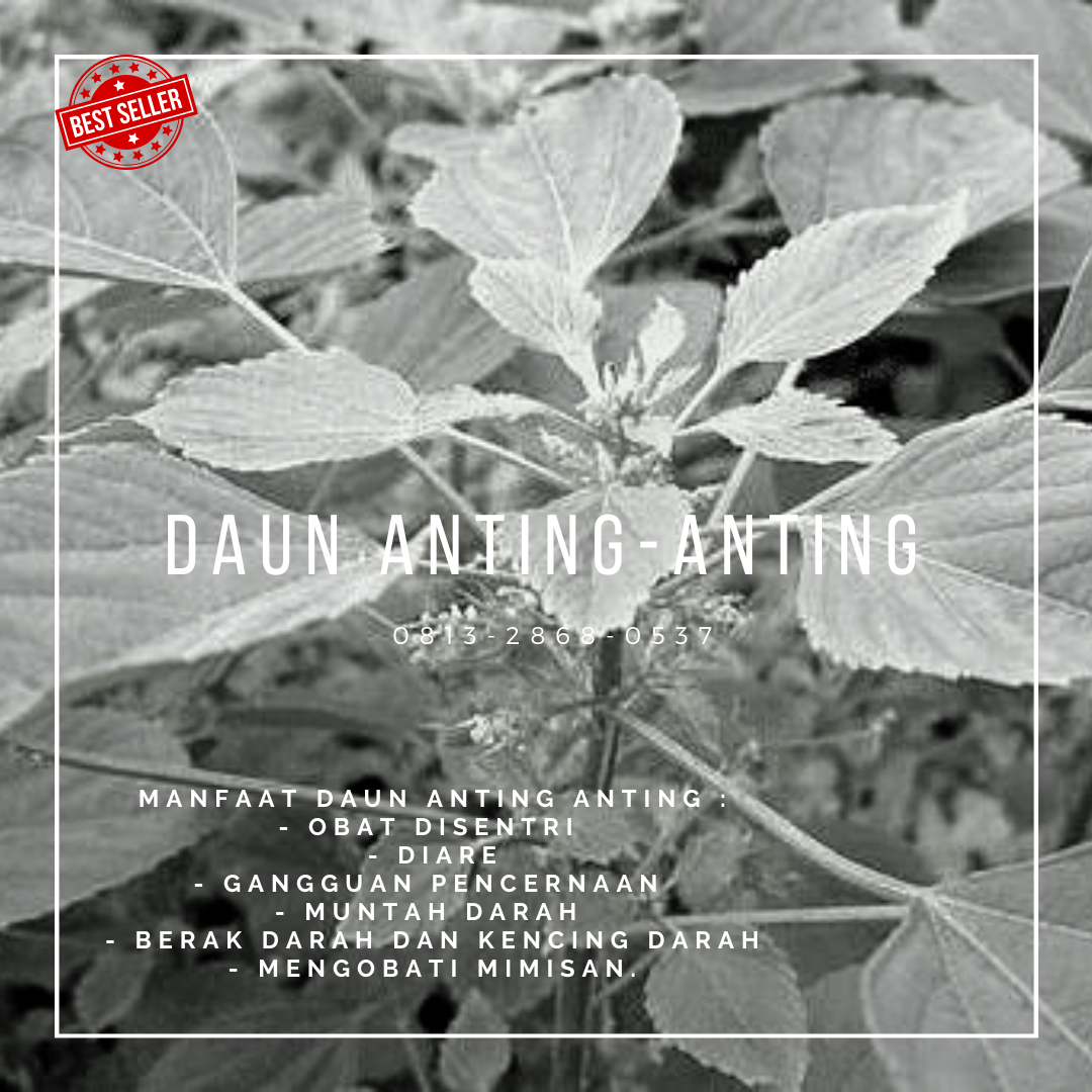 Pusat Budidaya Herbal Daun Anting Anting Untuk Perkutut Tambak Bayumas - Printerkonicaminolta ...