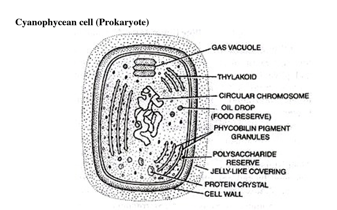 Cyanophycean cell. Read about csyanophycean cell : | by Ravi Parmar ...