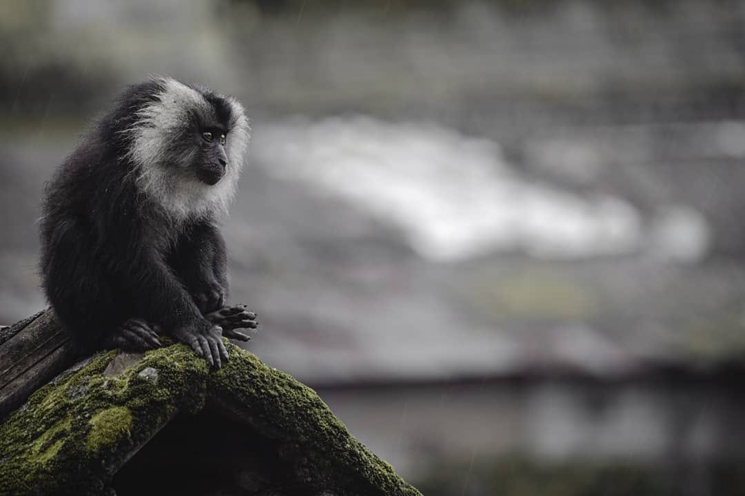 Valparai Tourism. Valparai, a hill station located in the… | by The ...
