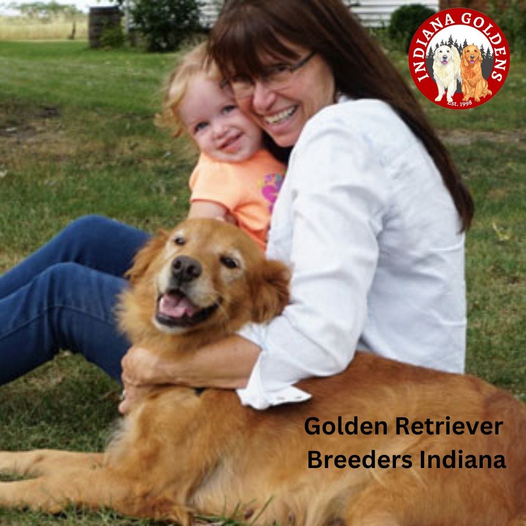Golden Retriever Breeders Indiana: Gorgeous English Cream Puppies ...