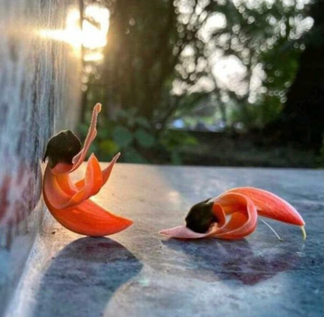 अनुग्रह anugraha: Celebrating the Deeper Meaning of Divine Grace | by ...