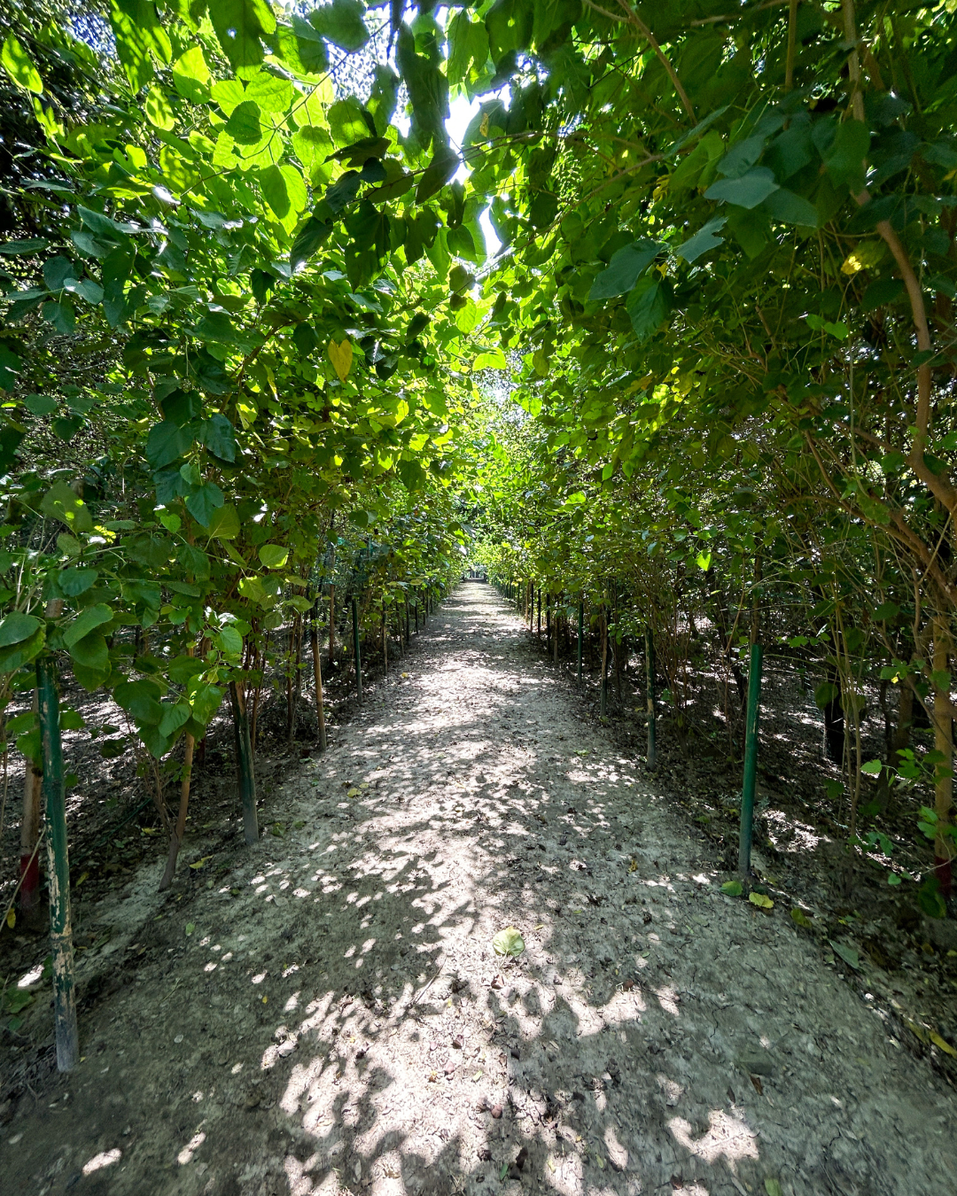 THE ROLE OF TREES IN PREVENTING FLOODS AND DROUGHTS | by Give me Trees ...