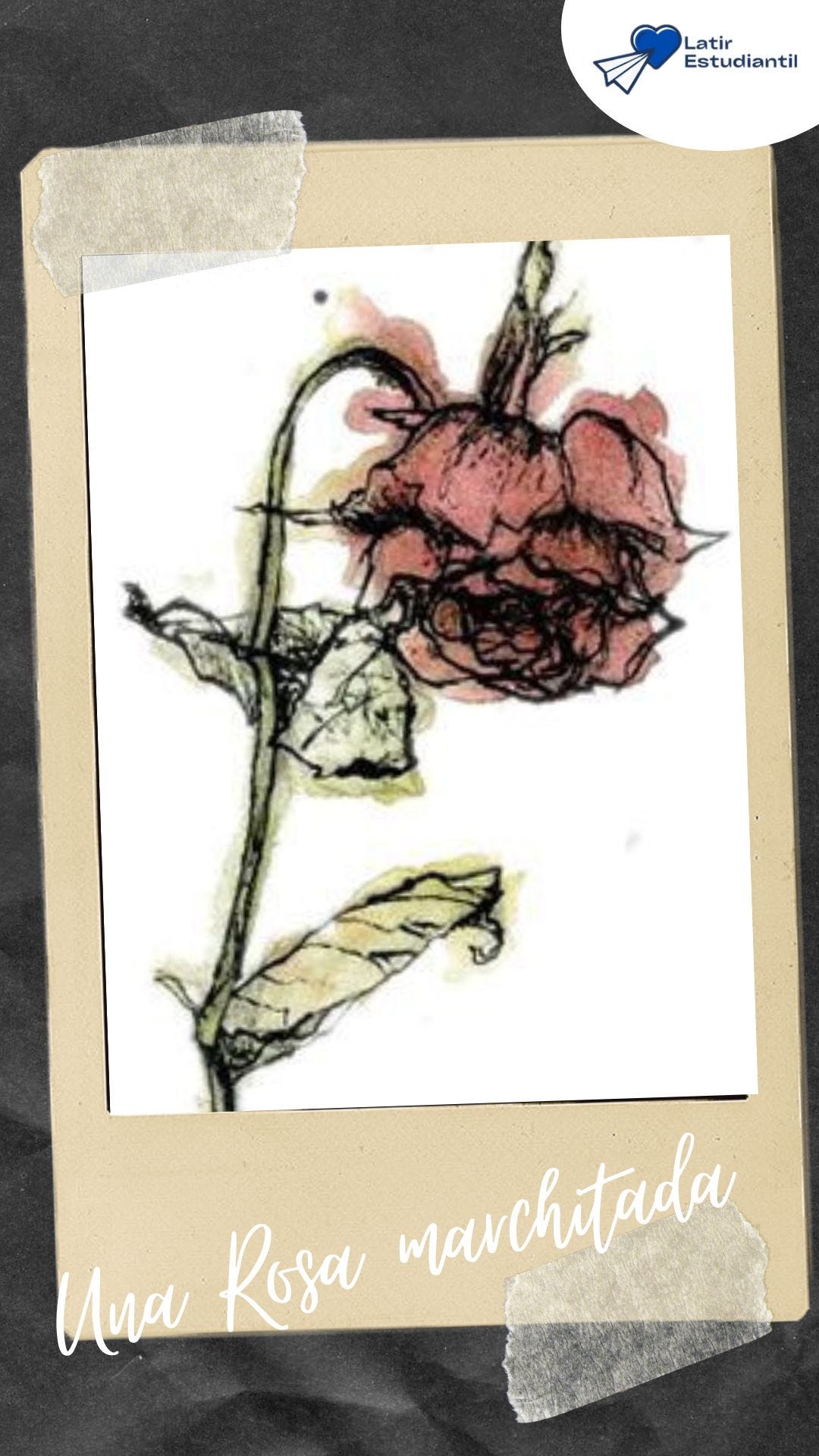 Una rosa marchita. Quizás haya sido esa picardía y… | by Revista Latir ...