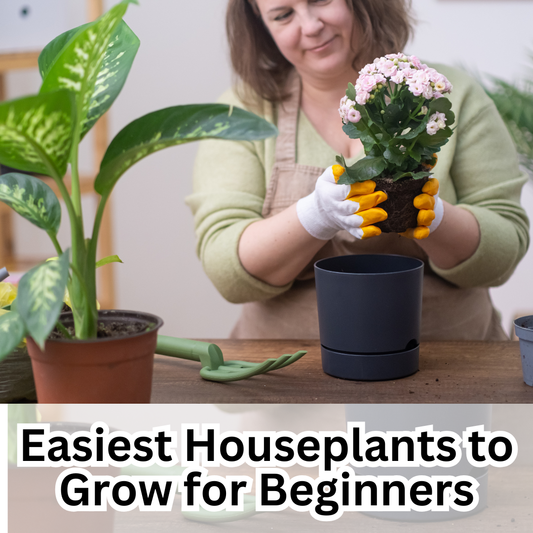 Easiest Houseplants to Grow for Beginners | by Gardening Mart | Oct ...