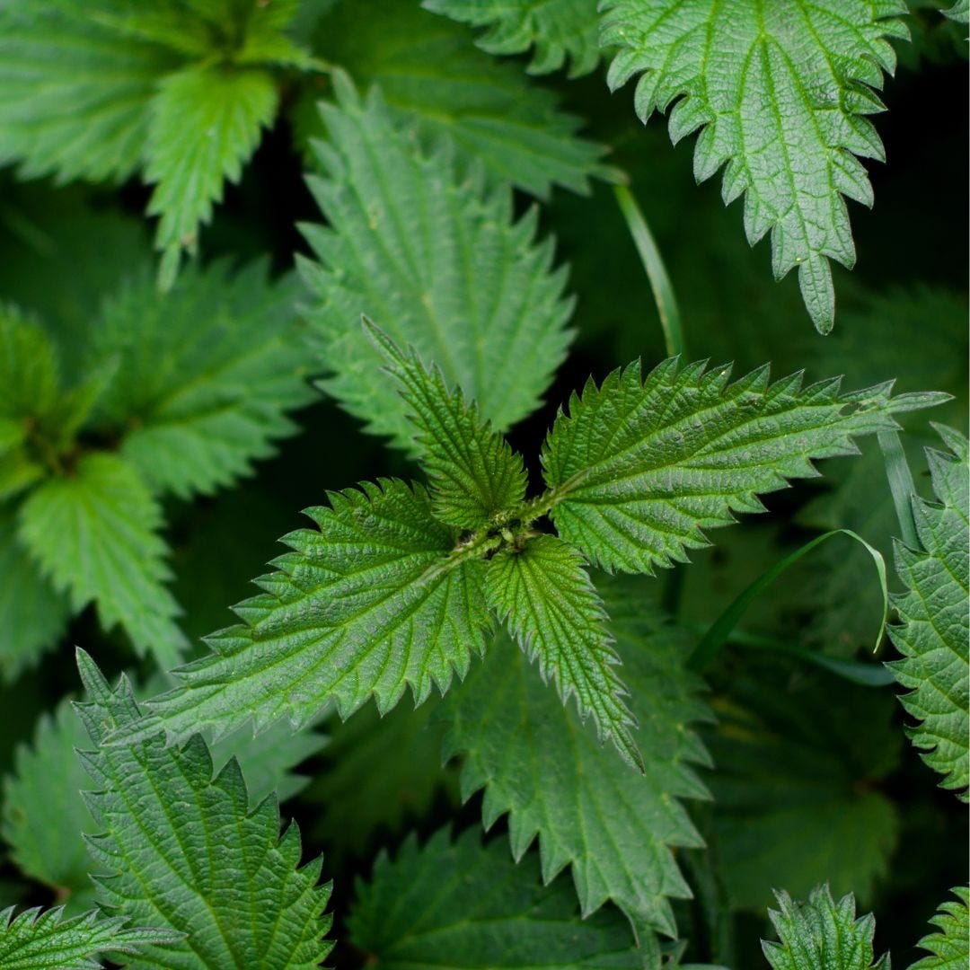 Nettle. A Nutritious plant with Boundaries | by Adrienne J | Apr, 2024 ...