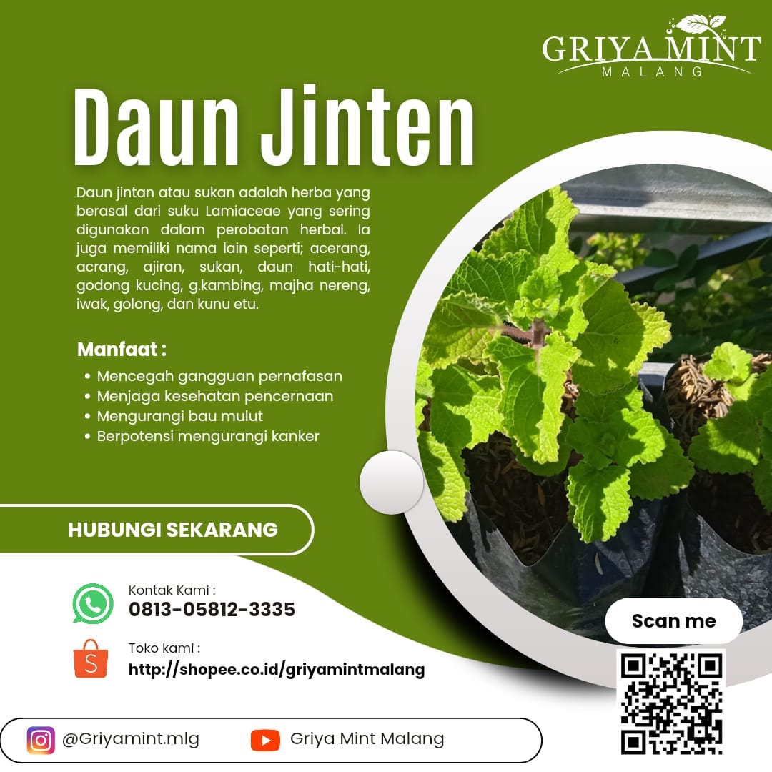 Keindahan!, WA 0813–5812–3335, Distributor Daun jinten untuk masalah ...