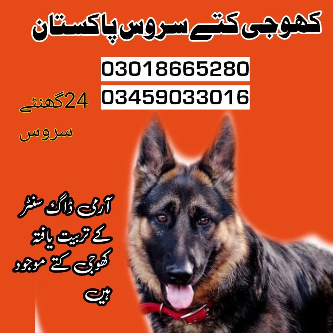KHOJI DOGS CENTER SARGODHA | 03018665280 | By ARMY DOG CENTER SARGODHA ...