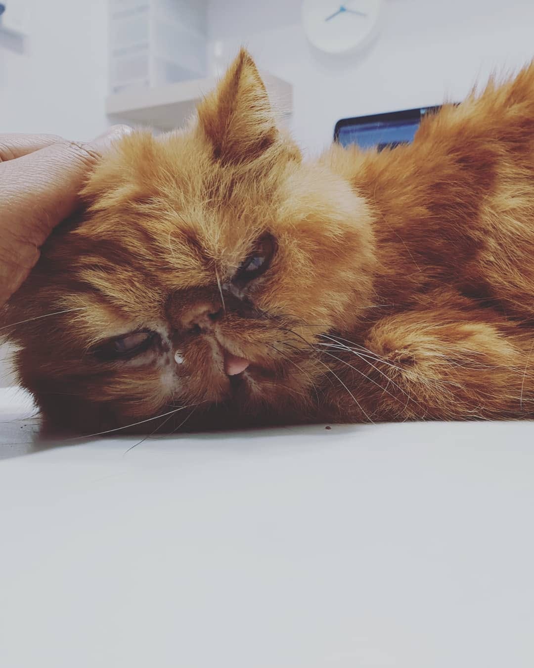 3rd October 2018. The day my Buster died 😥😪 | by Googeer | Medium