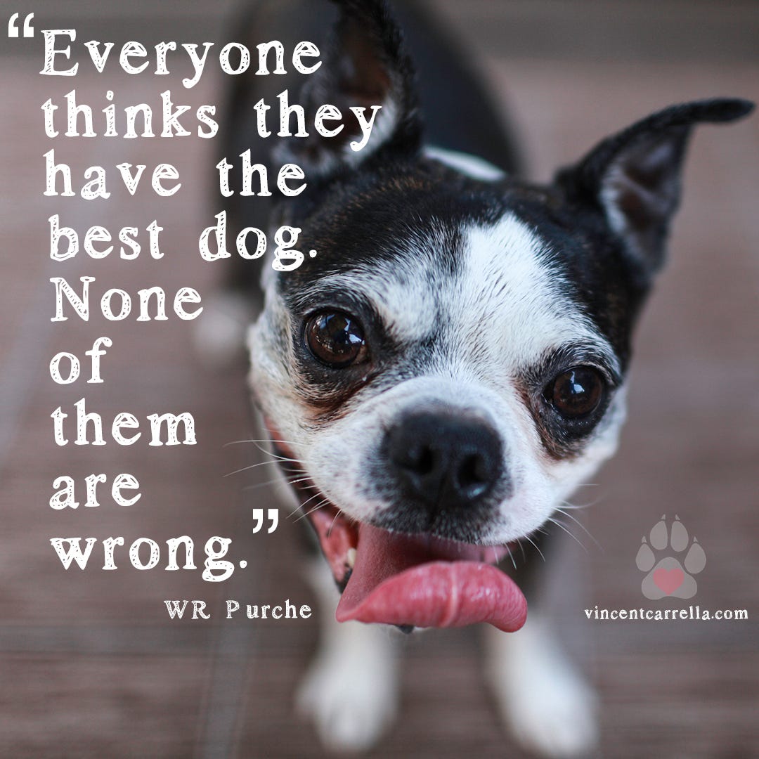 Dog People. There are dog people. And there are… | by Vincent Louis ...