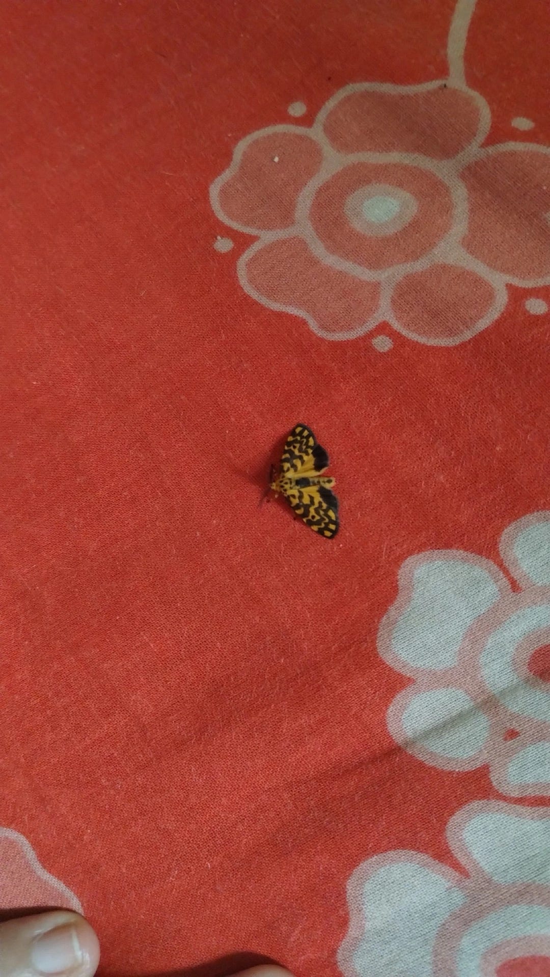 Miss Moth | by Trisha Appanna | Medium