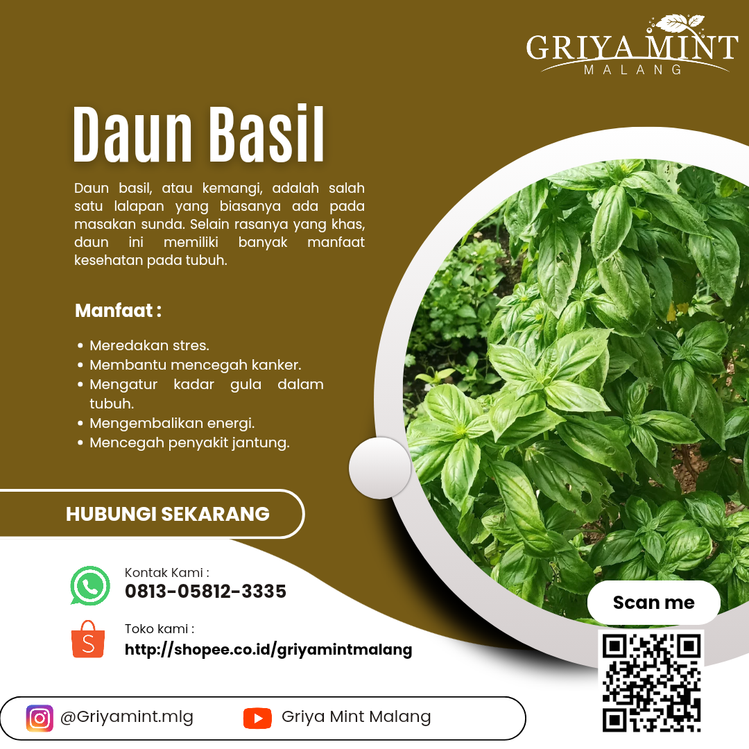 Jual Daun Basil Untuk Kuliner, WA 0813–5812–3335, Ijen Nirwana ...