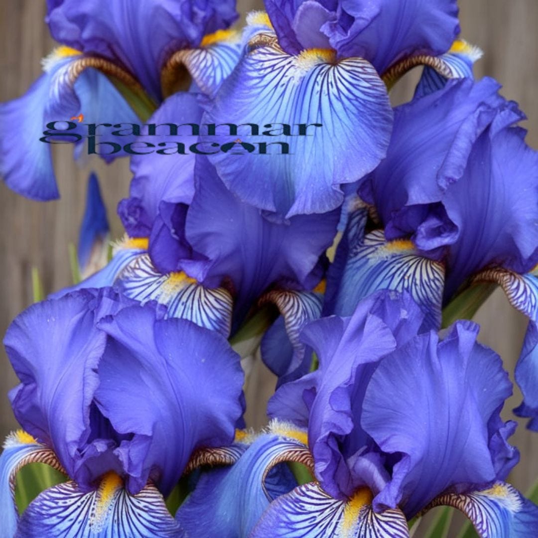 What’s the Plural of Iris? - Grammar Beacon - Medium