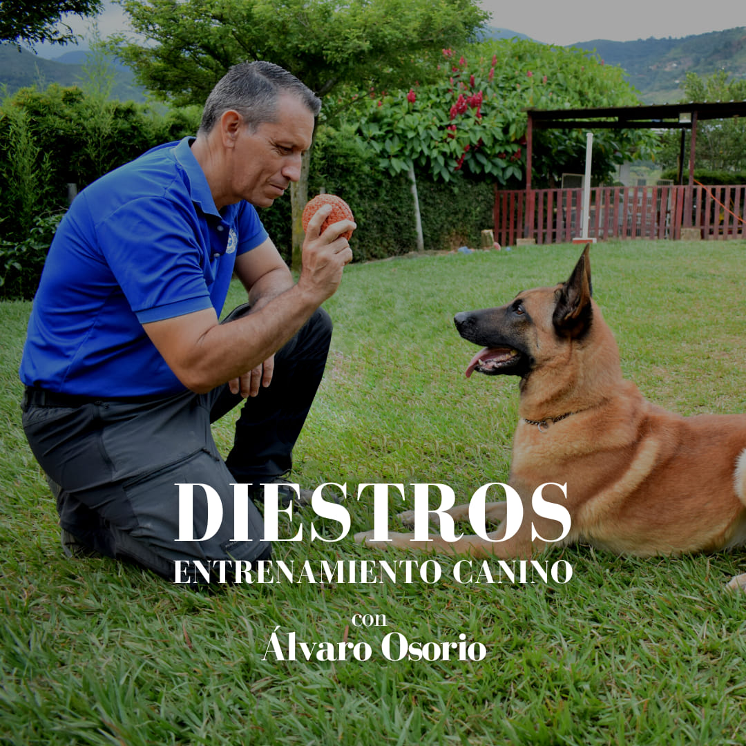 Entrenamiento Canino con Alvaro Osorio | by jason cabanillas | Medium