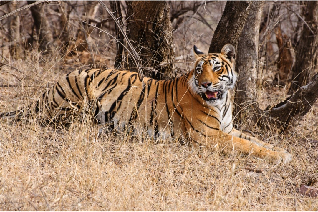 See the Glory of India’s Golden Triangle with Ranthambore: A 5-Day Tour ...