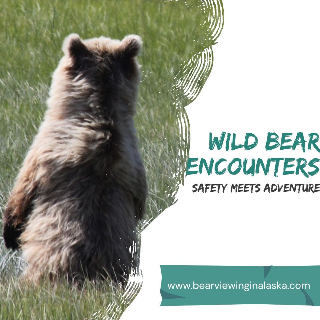 Experience the Best Bear Viewing Tour in Alaska at Brooks Falls | by ...