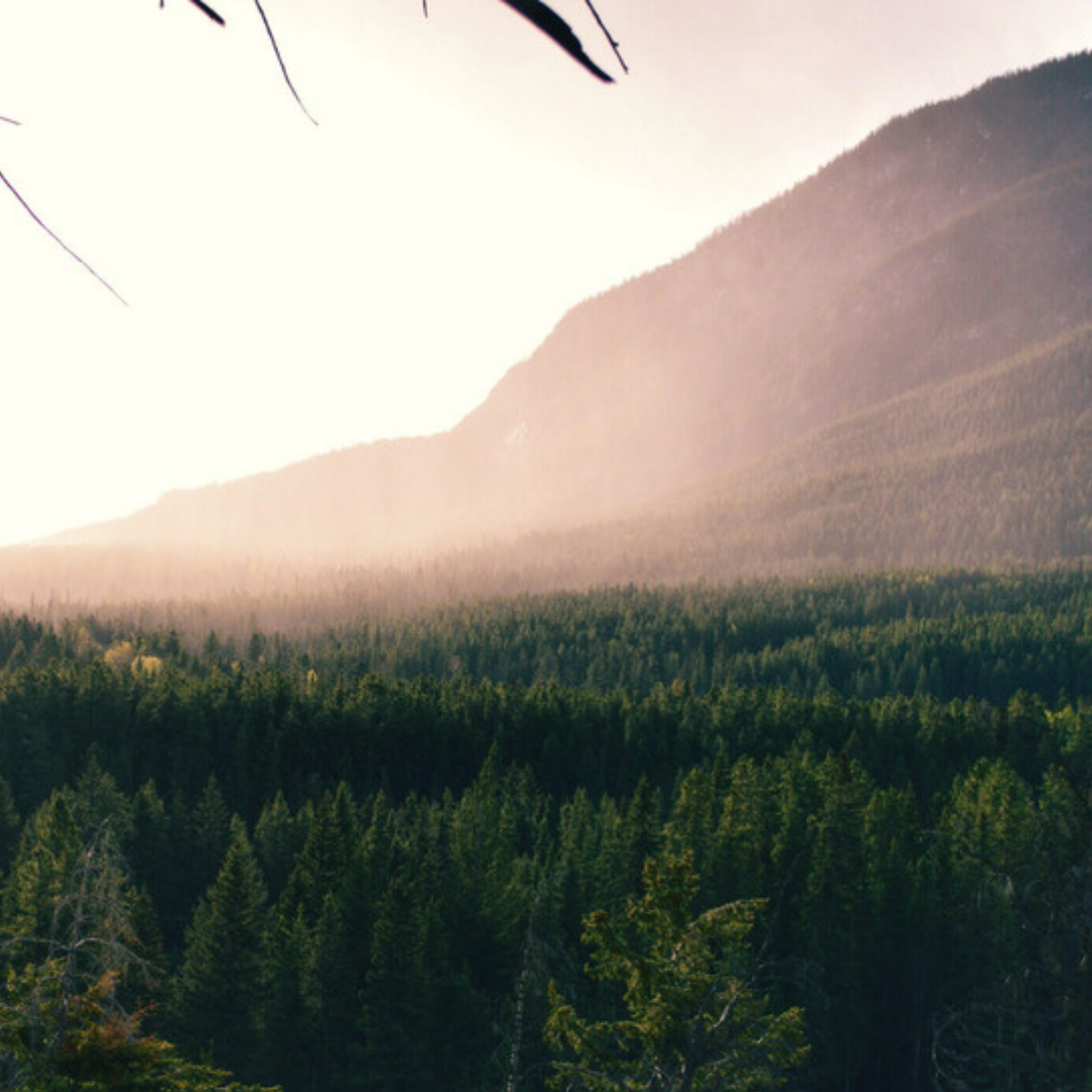 What We Can Learn from Trailblazer John Plant | by Val Sheridan | Medium