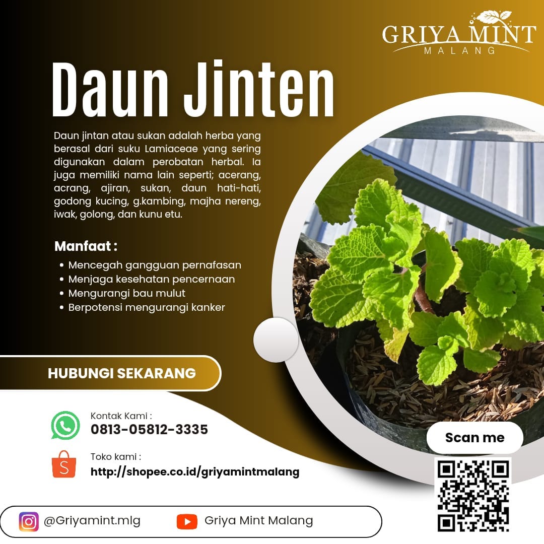 Kenyamanan Kebun Aromatik!, WA 0813–5812–3335,Jual Obat herbal daun ...