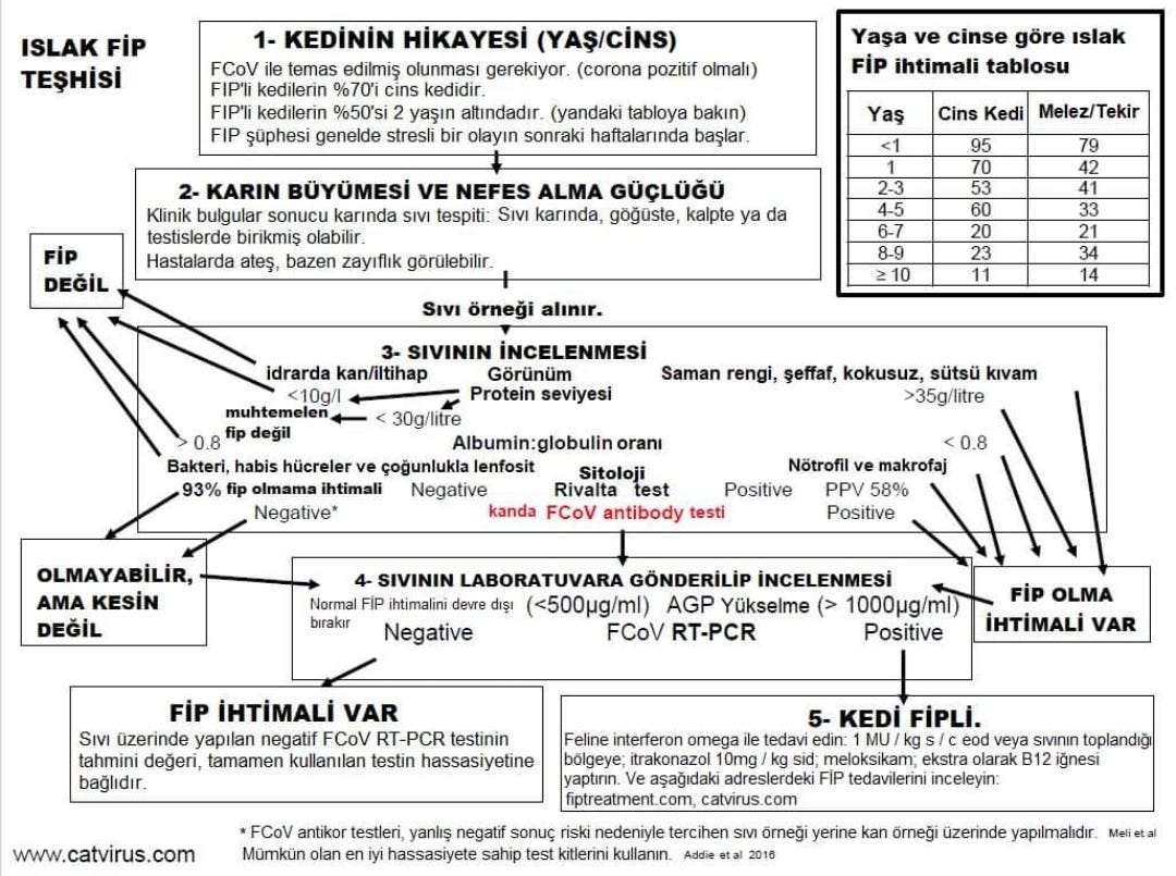 Kedilerde fip Feline infectious peritonitis | by knitha | Medium
