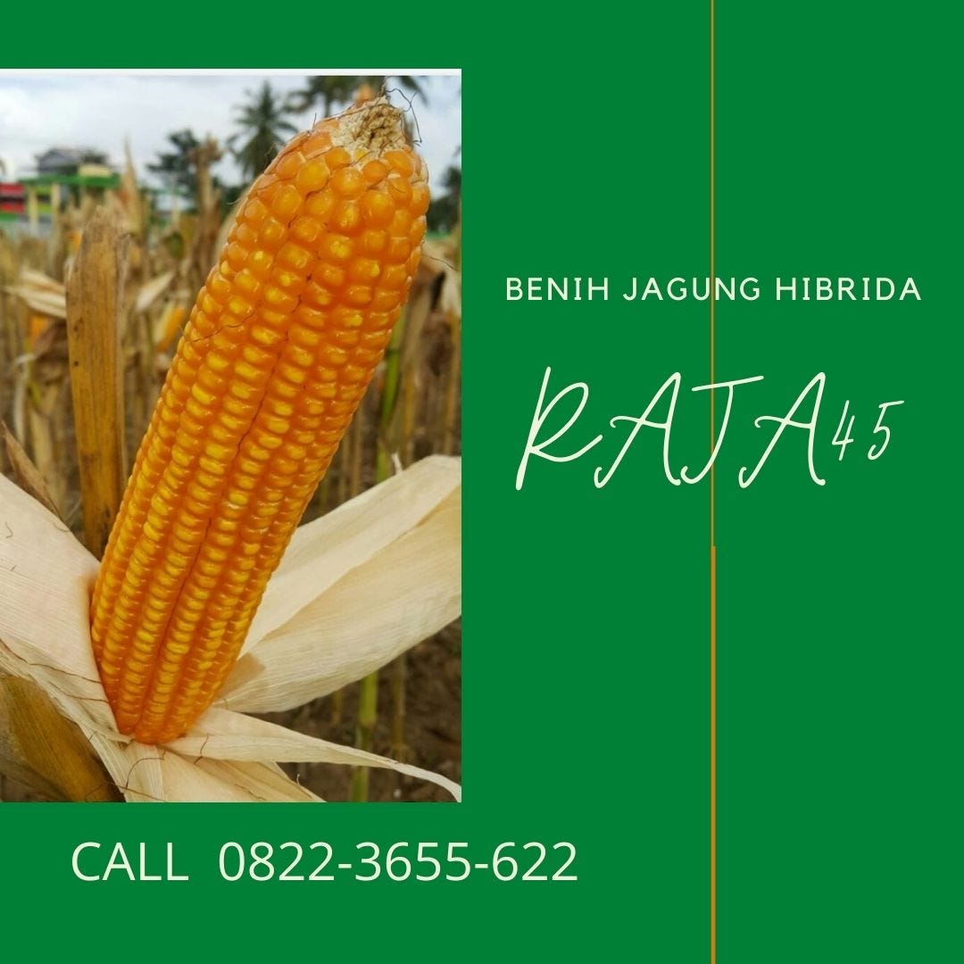 SANGAT MURAH, Call 0811–3655–622, Benih Jagung Varietas Premium Soebandi Raja | by ...