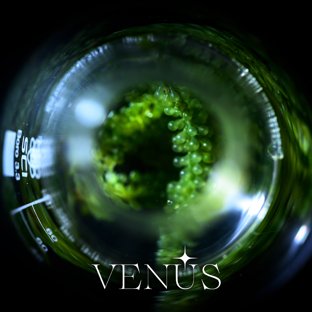 Microbial Life Of Venus 🔬. Can you believe it? Some researchers… | by ...