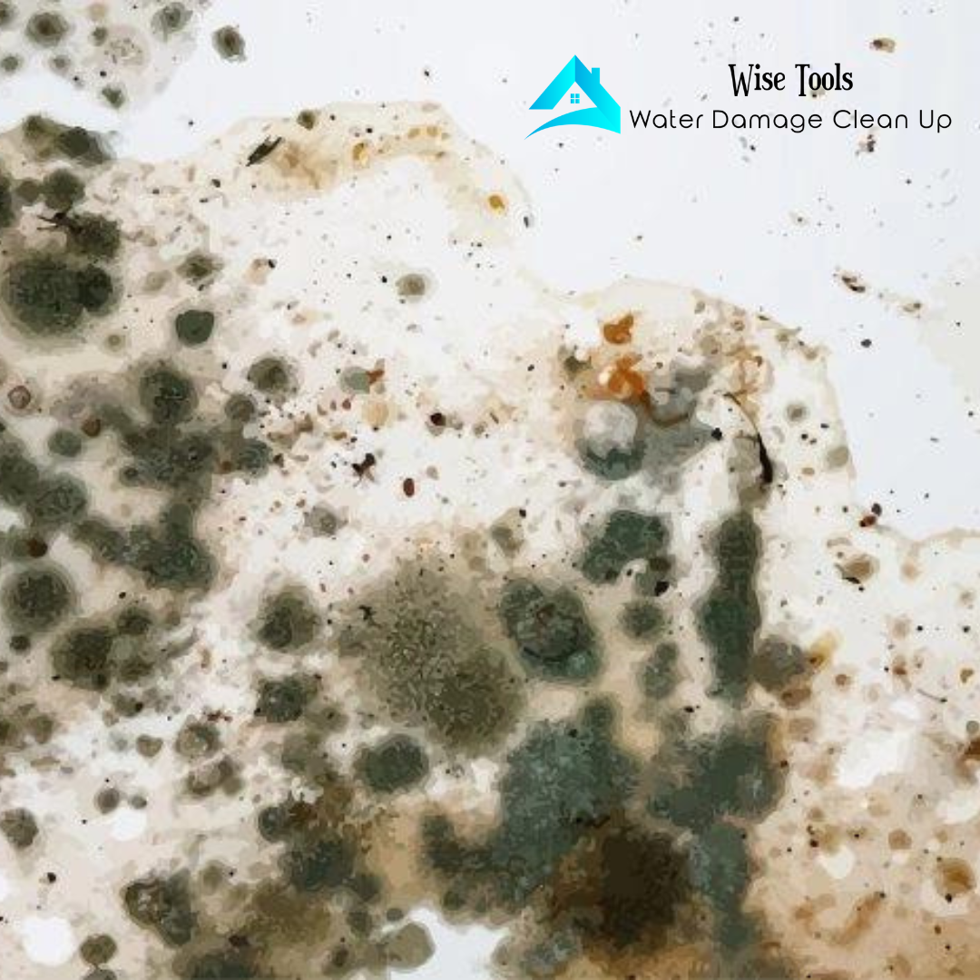 Top Signs You Need Professional Mold Removal Services - Wise Tools ...