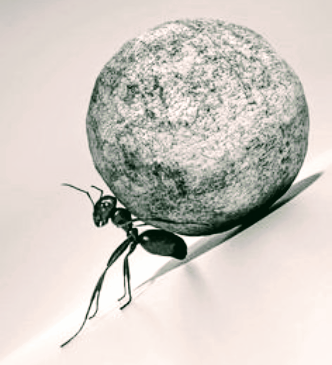 Learn from the Little:. Have you ever seen ants building their… | by ...