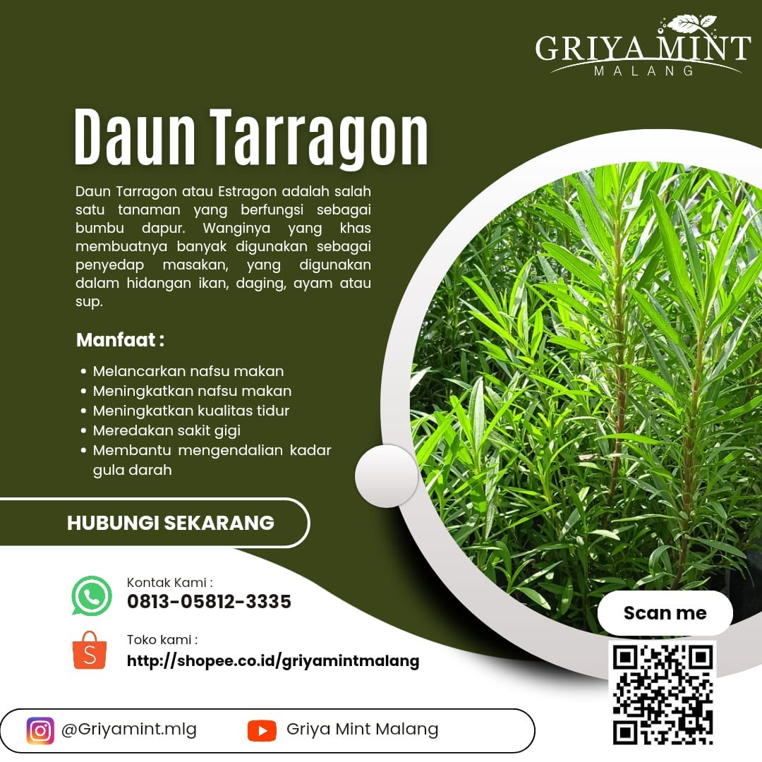 jual Daun Tarragon , WA 0813–5812–3335, Kartika Puri Asri housing ...