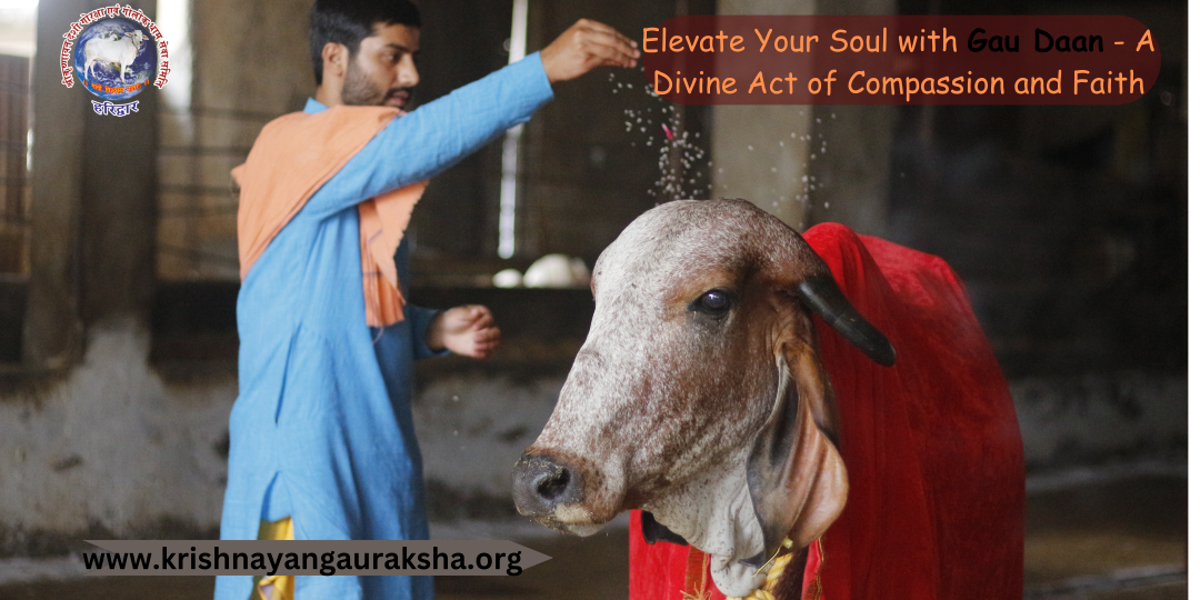 Gau Daan: Embracing Spiritual Fulfillment at Shree Krishnayan Desi ...