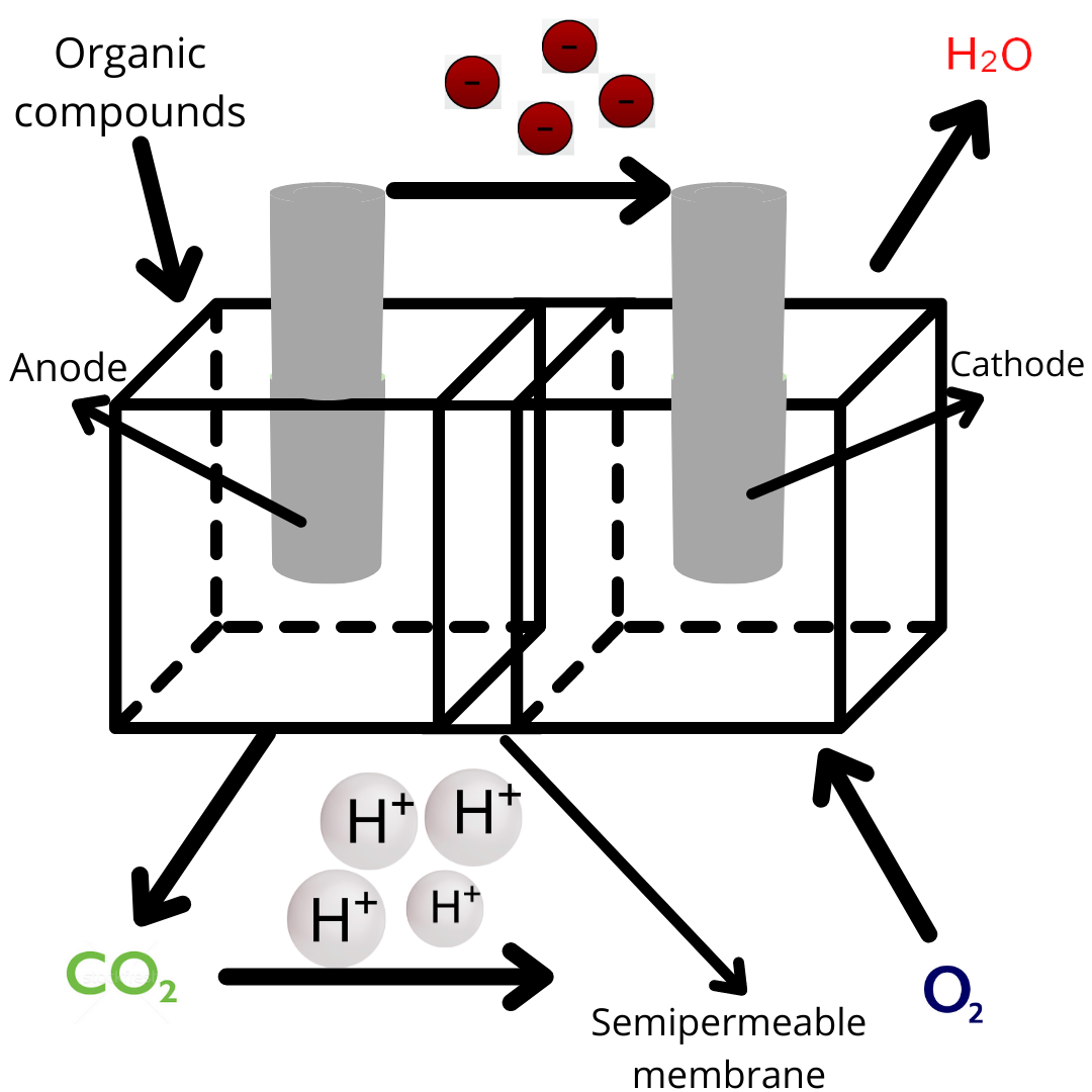 From waste to electricity: Incredible applications of electric bacteria ...