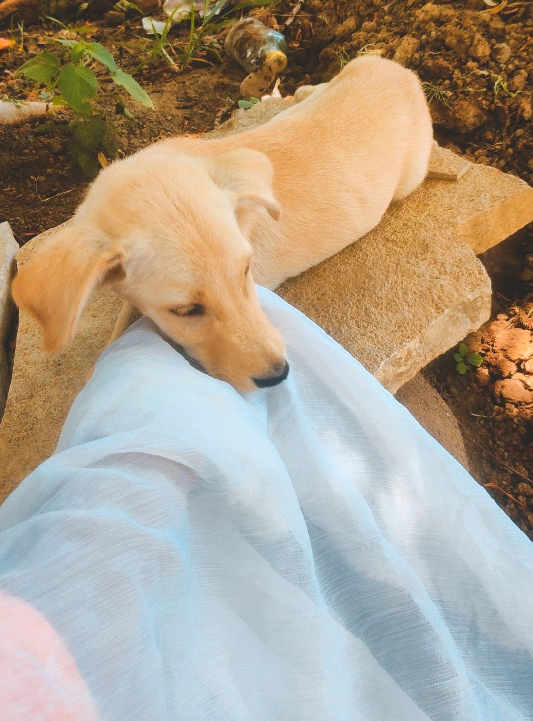 Adopt street dogs 🐶 They're in need out there for love, shelter and ...