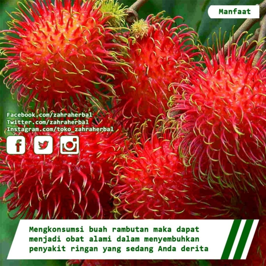 Manfaat Buah Rambutan Untuk Tubuh | by Zahra Herbal | Medium