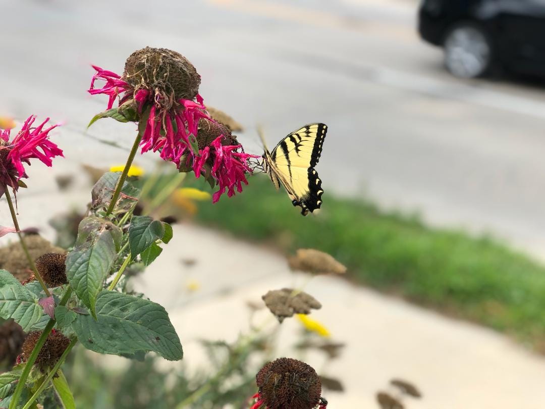 Fluttering through Reality. How butterflies teach us. | by Kristina ...